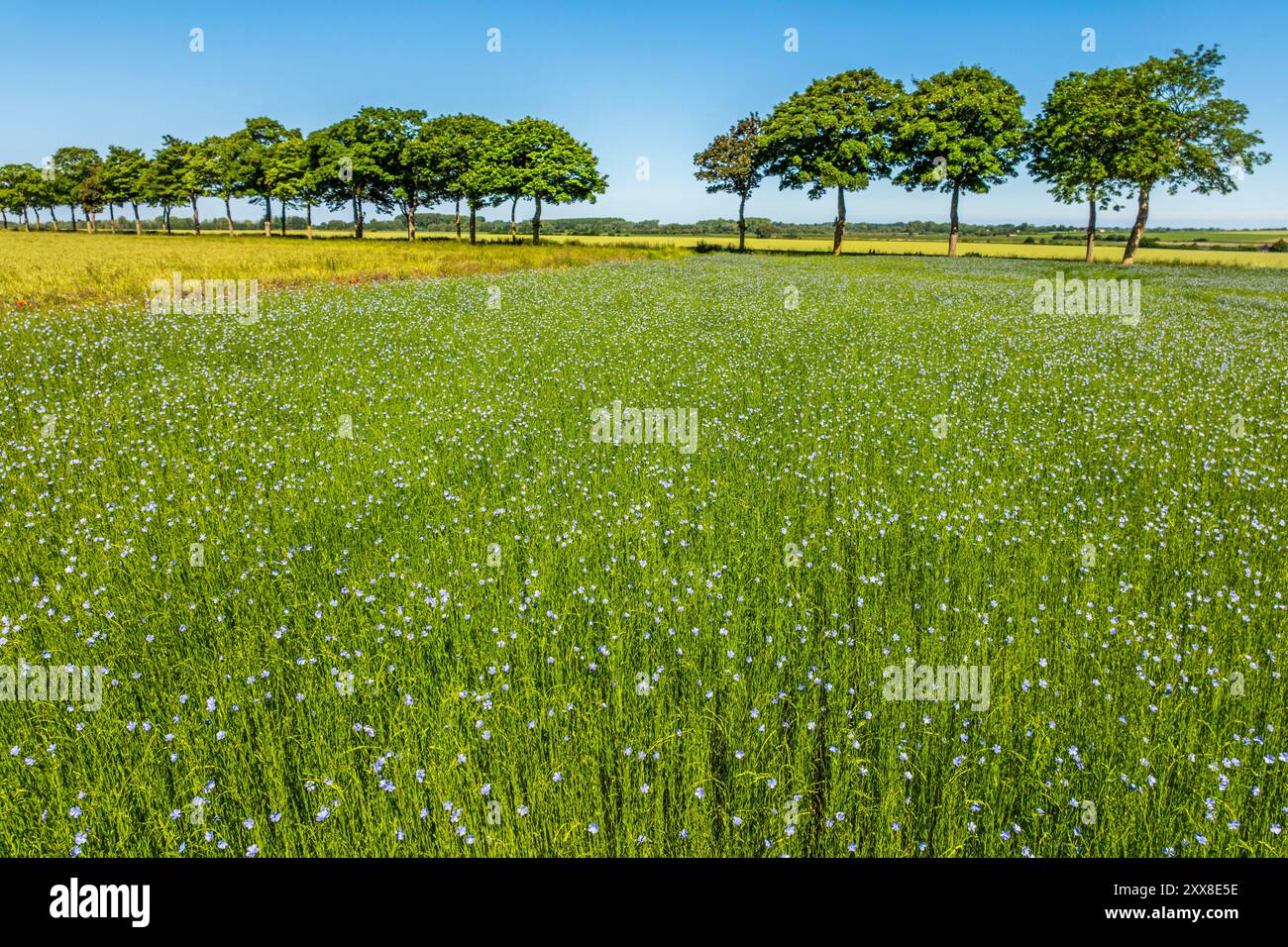 France, Somme, Baie de Somme, Noyelles-dur-mer, Field of flax in bloom ...