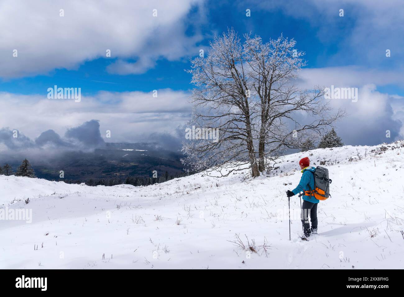 France, Ain, Jura Massif, Regional Nature Park, Crêt de la Goutte hike ...