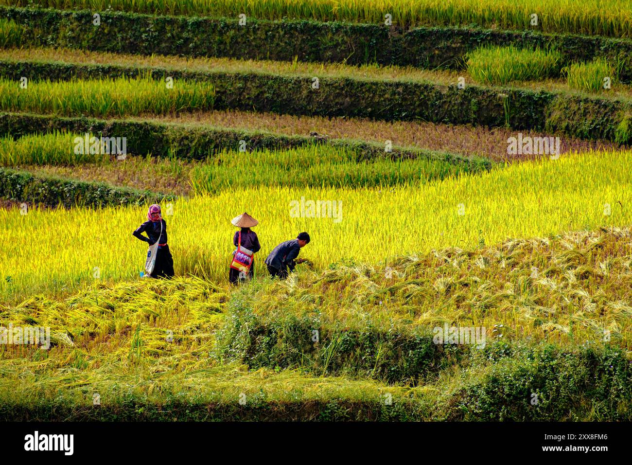 Vietnam, Bac Ha, Black Thai ethnic group, harvesting rice Stock Photo ...