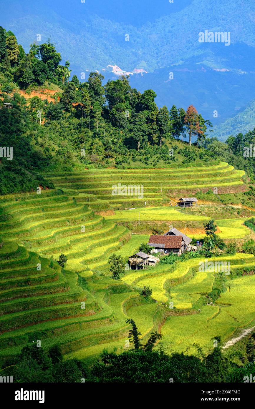Vietnam, Ha Giang, Hoang Su Phi, terrace rice fields Stock Photo - Alamy