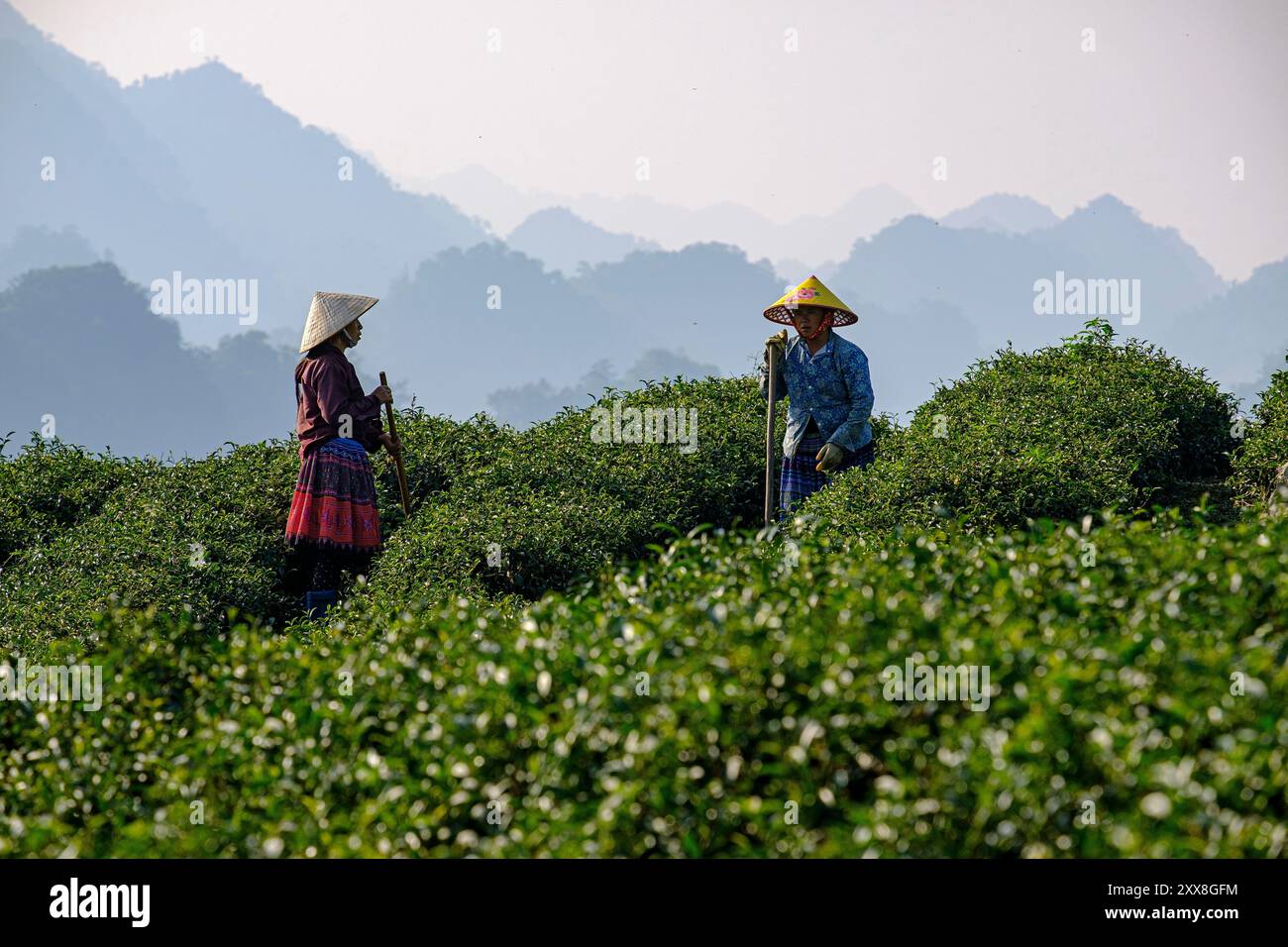 Vietnam, Son La province, Moc Chau, tea plantations, women of Hmong ...