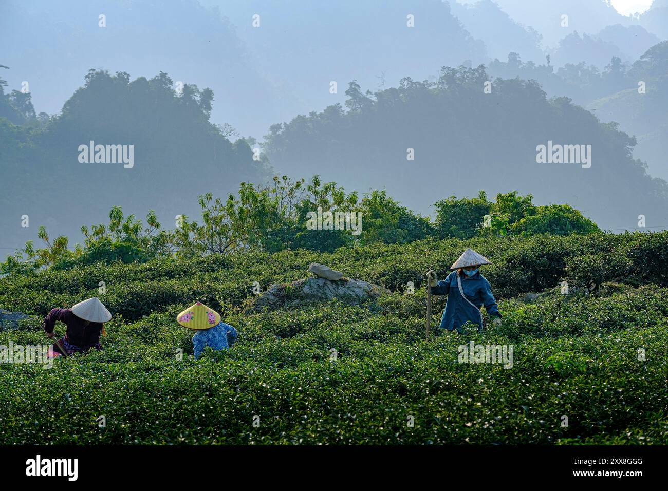 Vietnam, Son La province, Moc Chau, tea plantations, women of Hmong ...