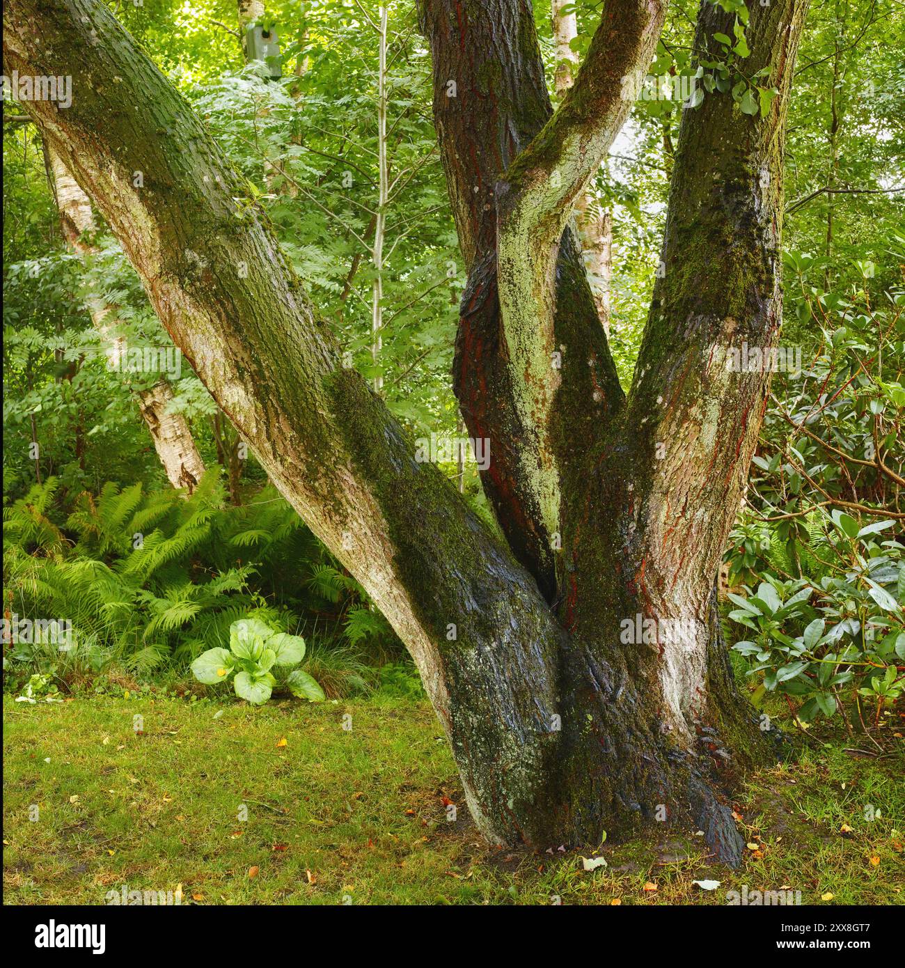 Nature, rainforest and trees in forest for spring environment ...