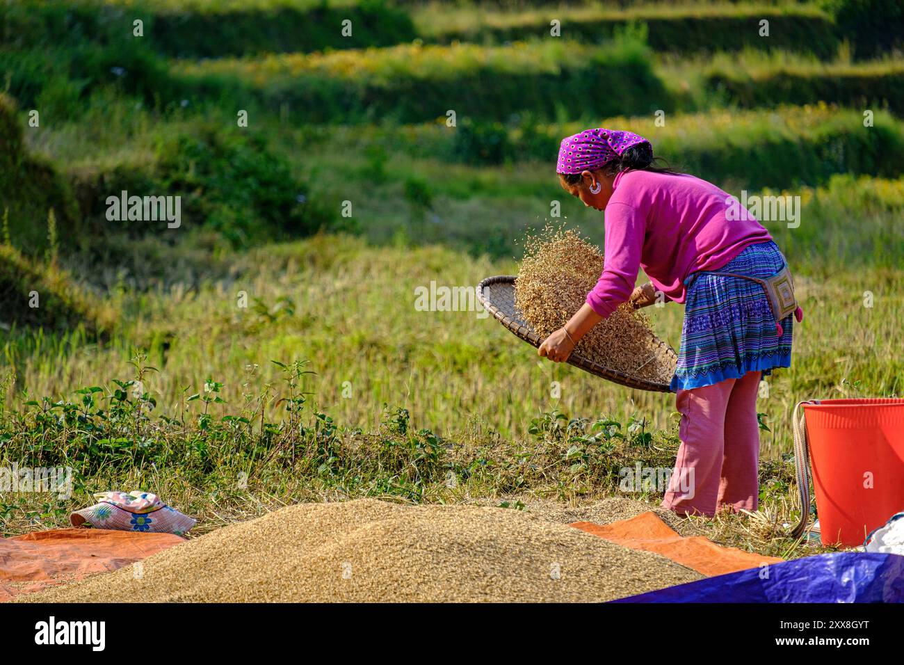 Vietnam, Bac Ha, woman of Hmong ethnic group winnoving rice Stock Photo ...