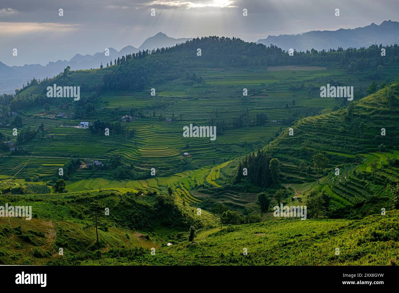 Vietnam, Bac Ha, rice fileds in terrace Stock Photo - Alamy