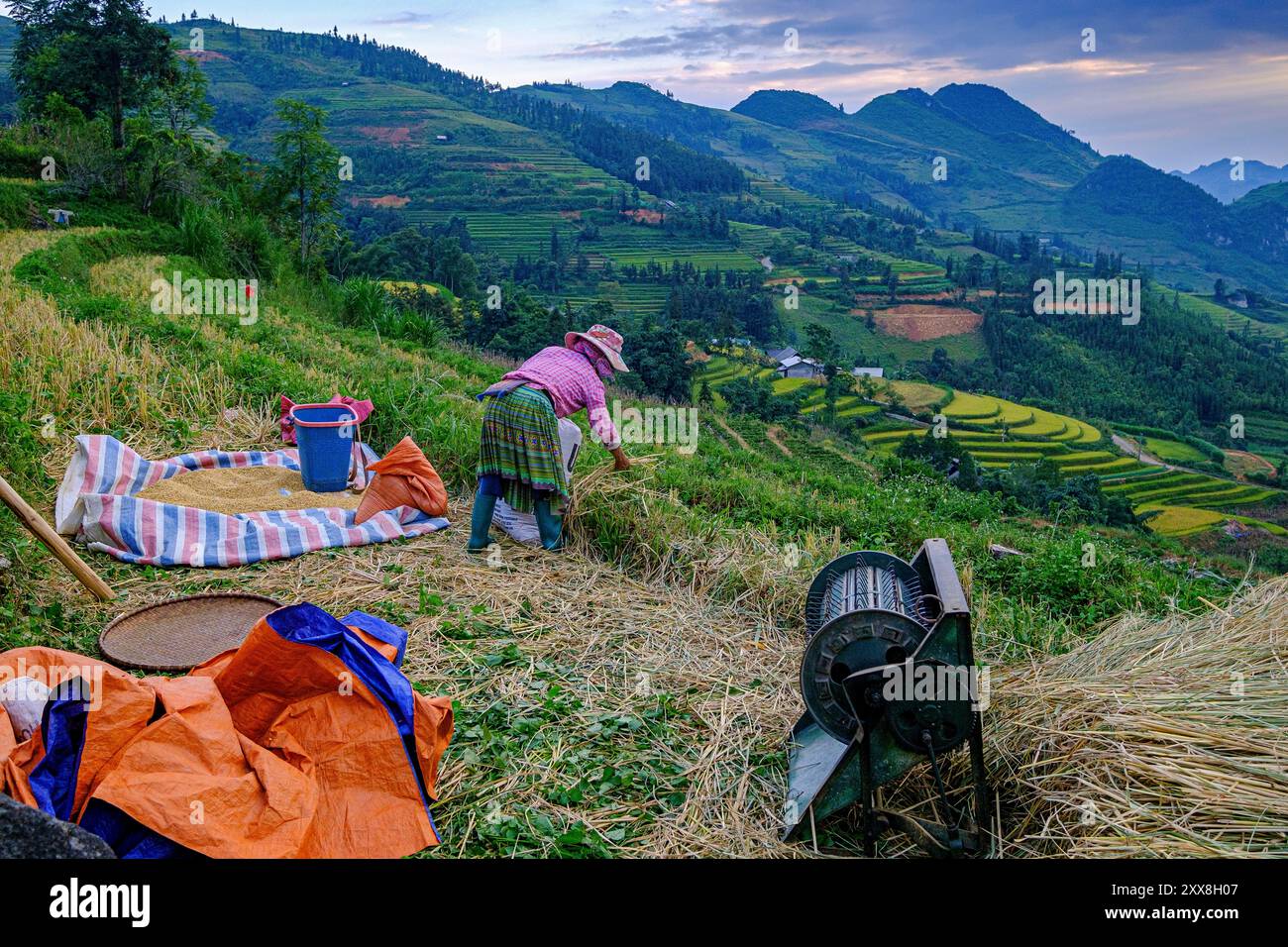 Vietnam, Bac Ha, Hmong woman filling a bag of rice Stock Photo - Alamy