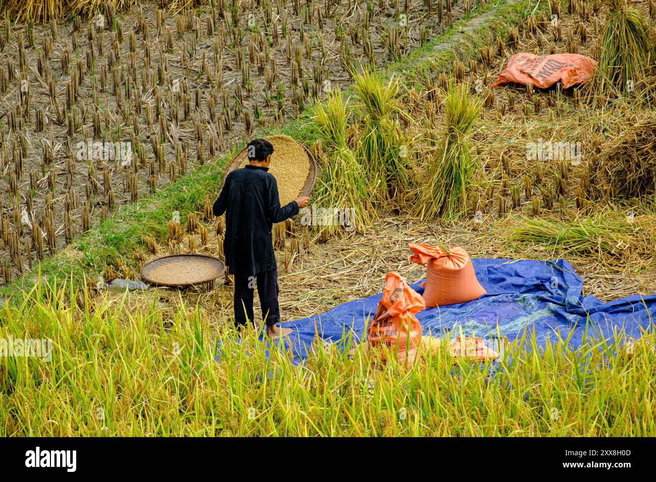 Man working agriculture asia hi-res stock photography and images - Alamy
