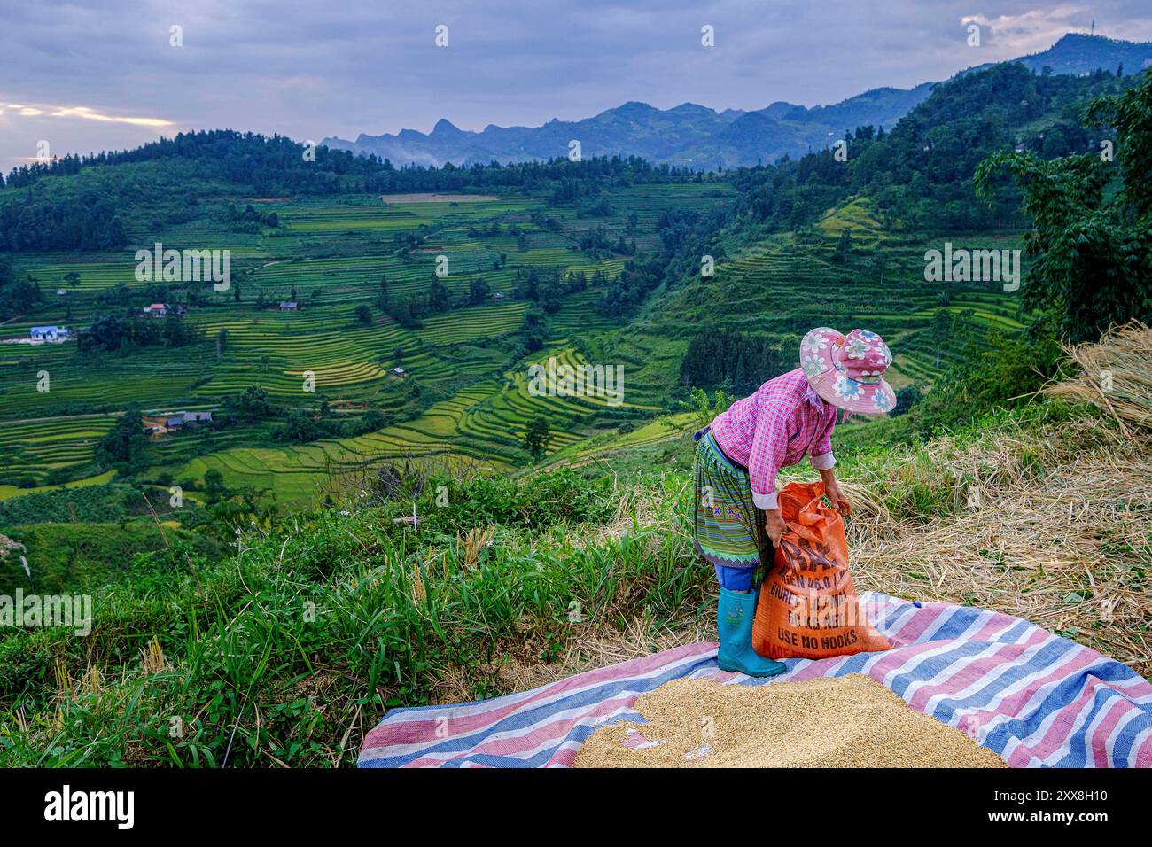 Vietnam, Bac Ha, Hmong woman filling a bag of rice Stock Photo - Alamy