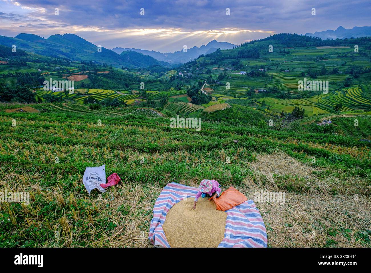 Vietnam, Bac Ha, Hmong woman filling a bag of rice Stock Photo - Alamy