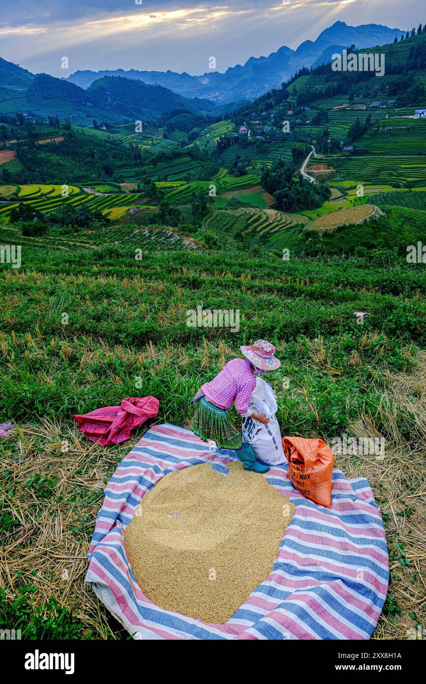 Vietnam, Bac Ha, Hmong woman filling a bag of rice Stock Photo - Alamy