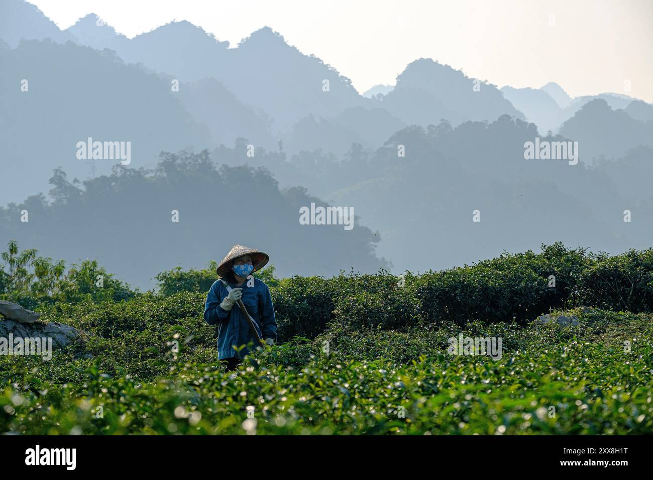 Vietnam, Son La province, Moc Chau, tea plantations, women of Hmong ...