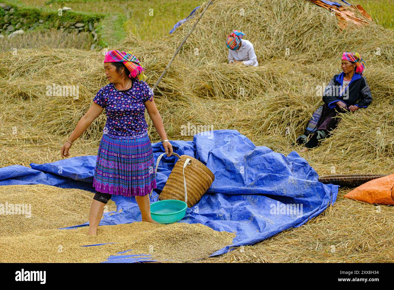 Vietnam, Yen Bai province, Mu Cang Chai, woman of Hmong ethnic group ...