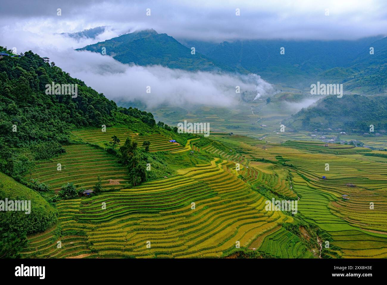 Vietnam, Yen Bai province, Tu Le, rice fields in terrace Stock Photo ...