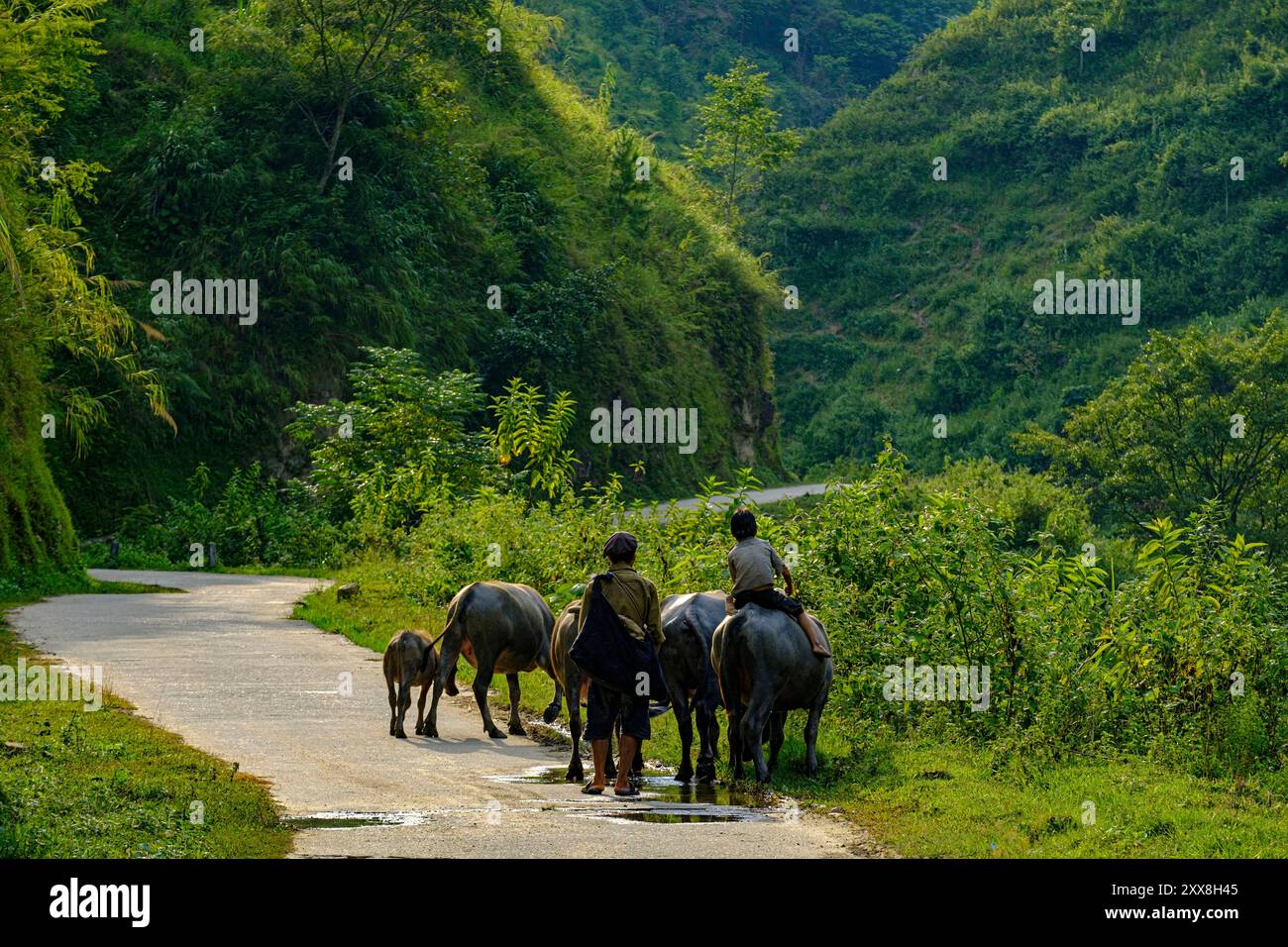 Vietnam, Ha Giang, Hoang Su Phi, a boy of La Chi erthnic group driving ...