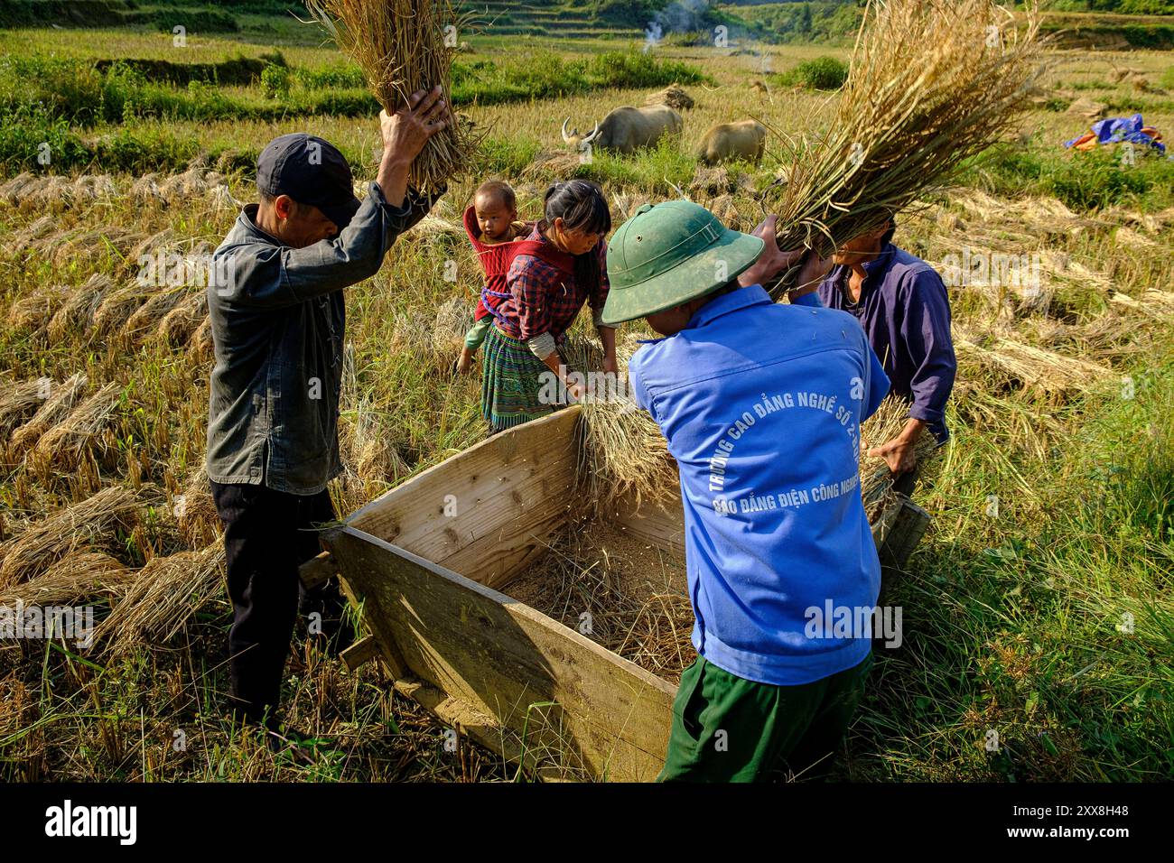 Vietnam, Bac Ha, women and men of Hmong ethnic group beating rice in ...