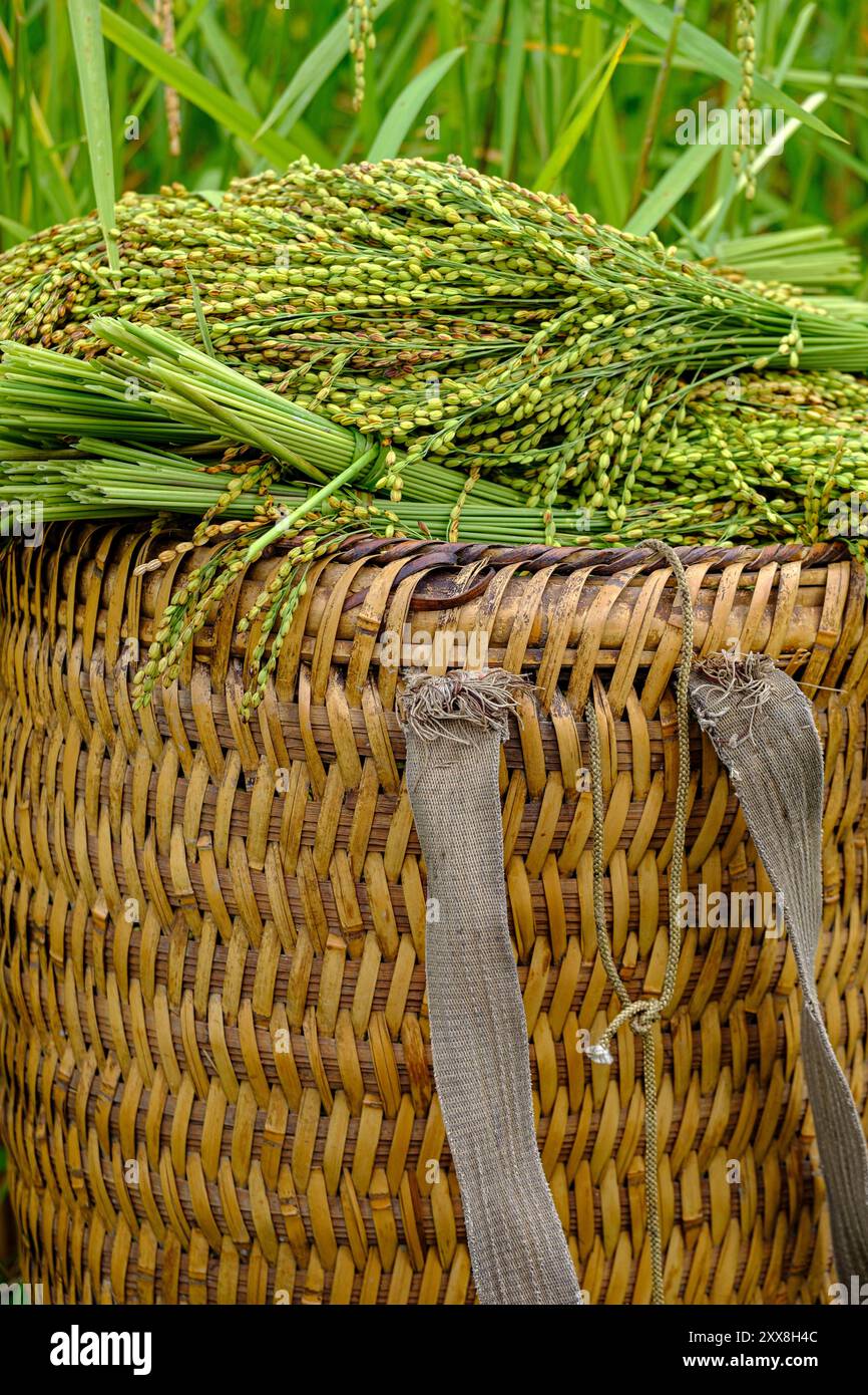 Vietnam, Yen Bai province, Tu Le, rice fields in terrace Stock Photo ...