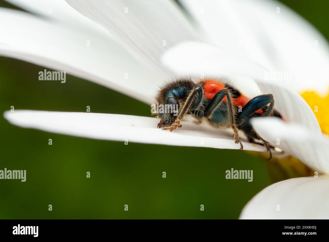 Bee Beetle - Trichodes apiarius, small beautiful colored beetle from ...