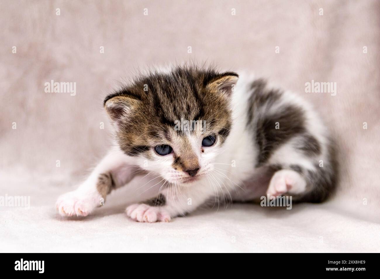 Cat 3 weeks old hi-res stock photography and images - Alamy