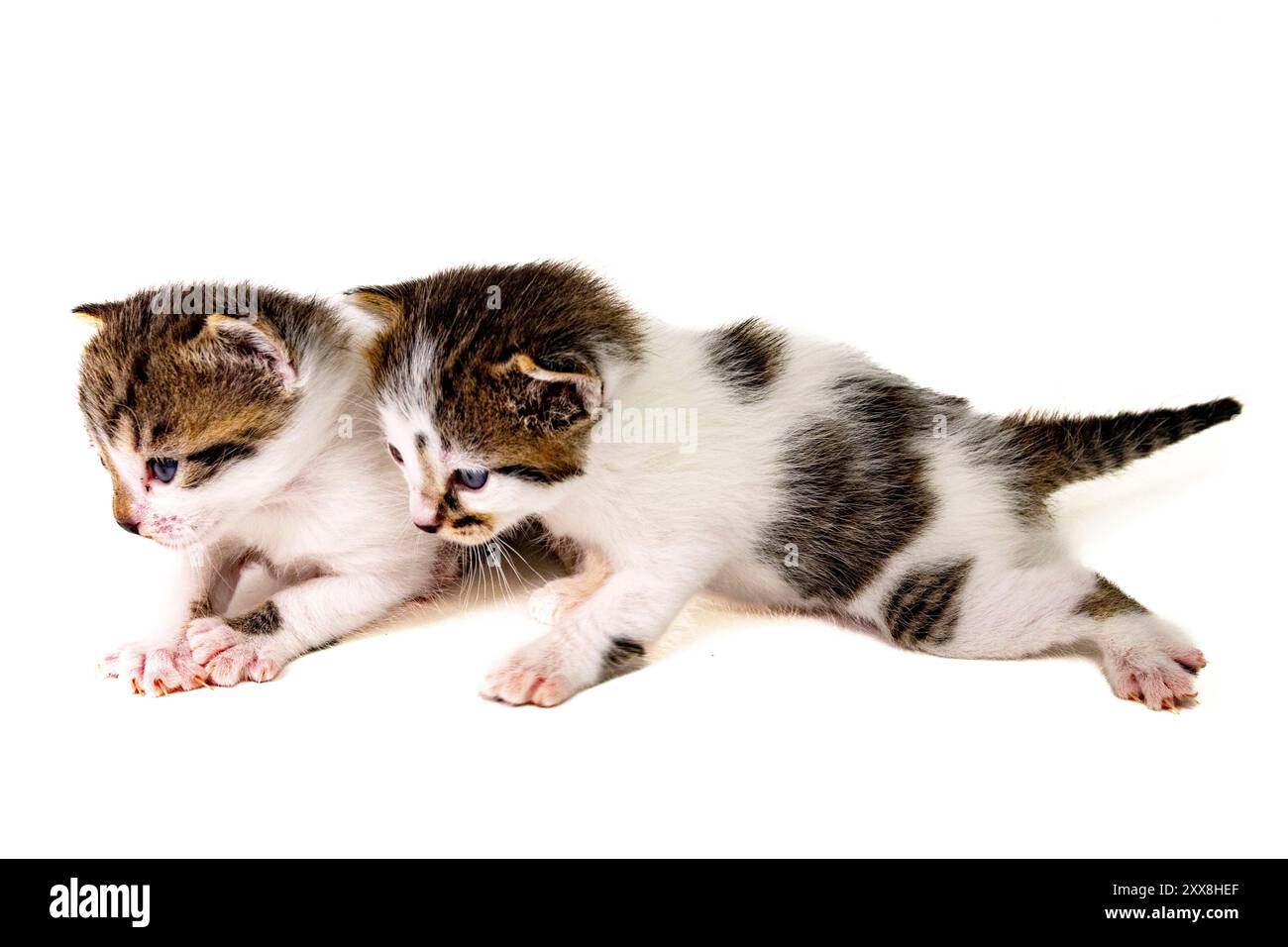 Normandy france Cut Out Stock Images & Pictures - Alamy