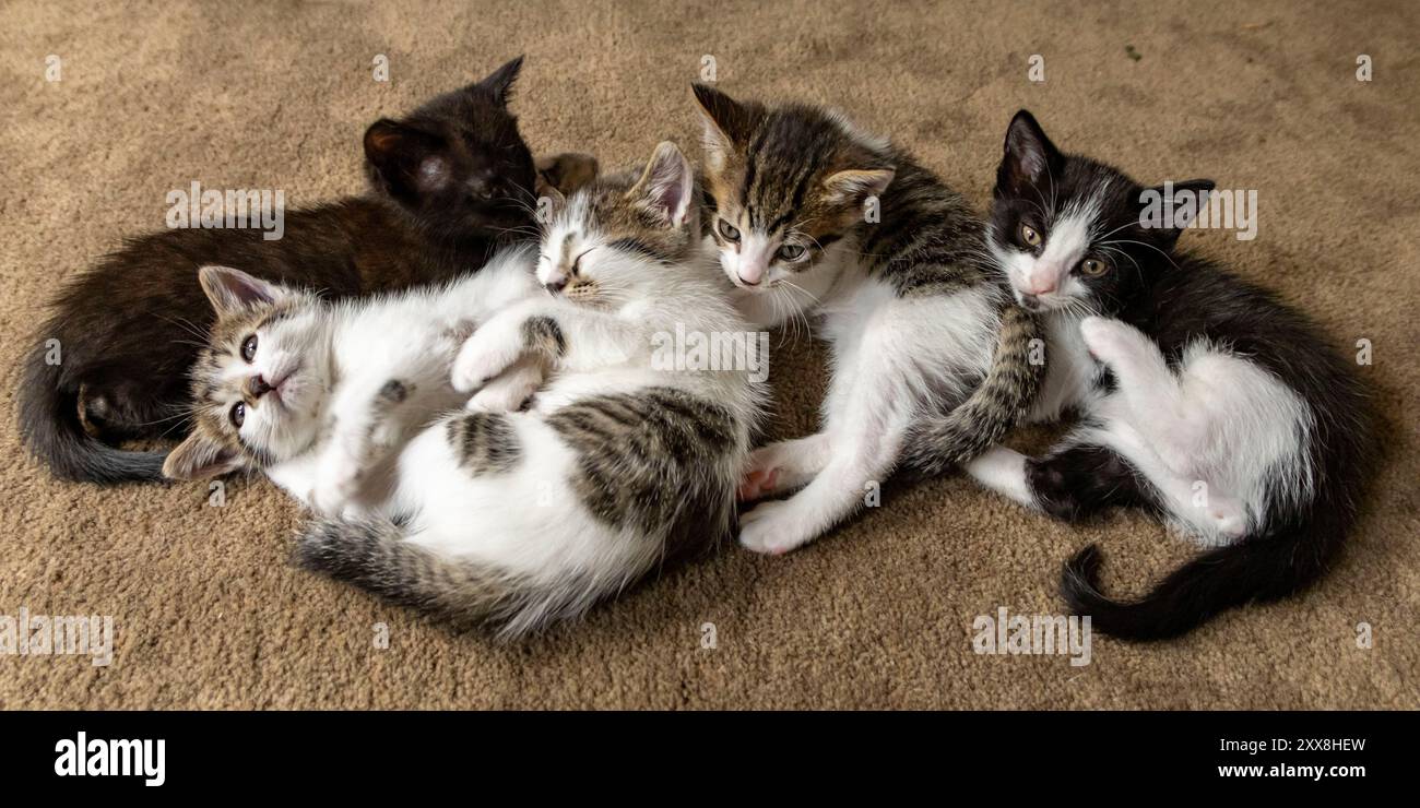 France, Normandy, cub cats (Felis), brothers and sisters 6 weeks old ...