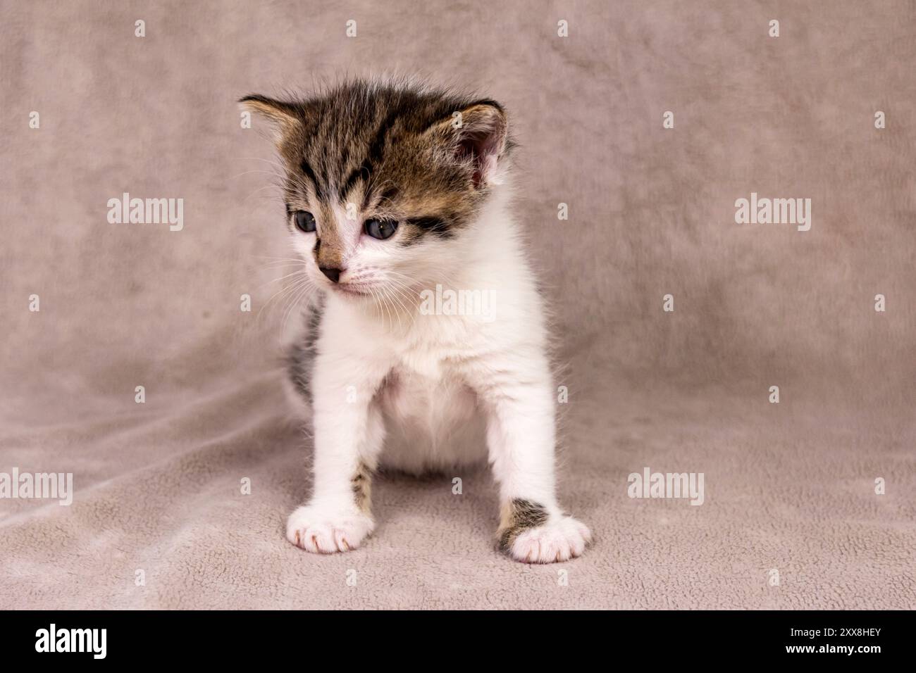 France, Normandy, cub cat (Felis), female 4 weeks old Stock Photo - Alamy