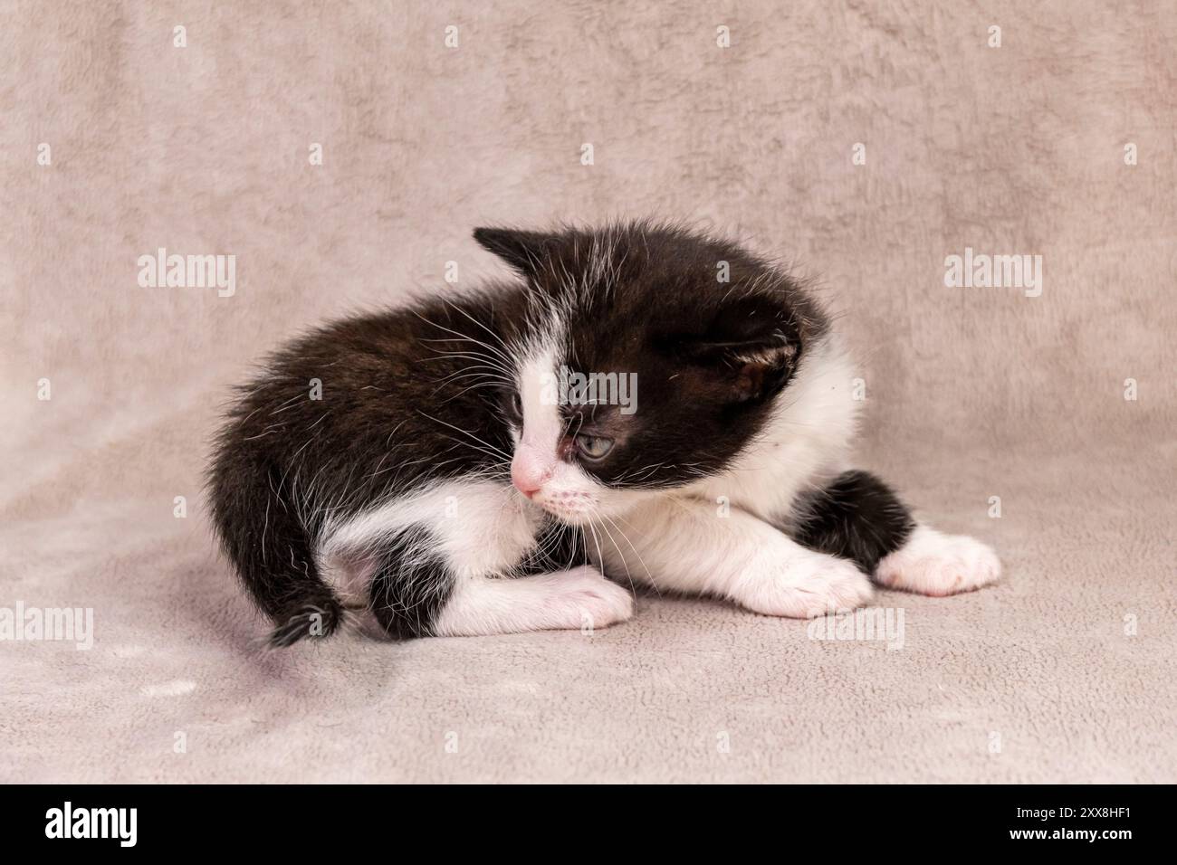 France, Normandy, cub cat (Felis), male 4 weeks old Stock Photo - Alamy