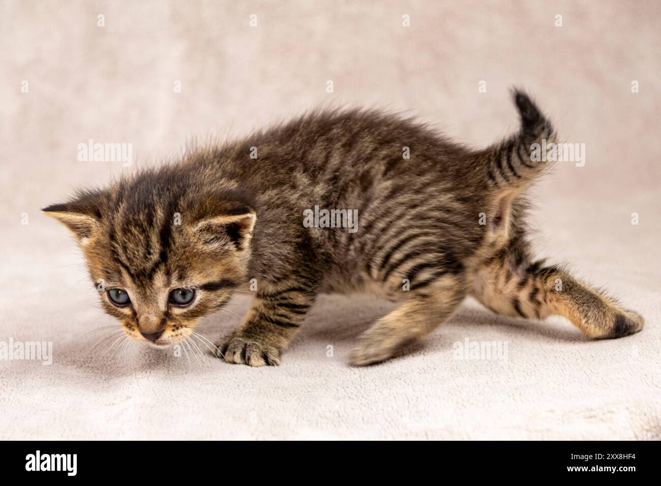 France, Normandy, cub cat (Felis), female 4 weeks old Stock Photo - Alamy