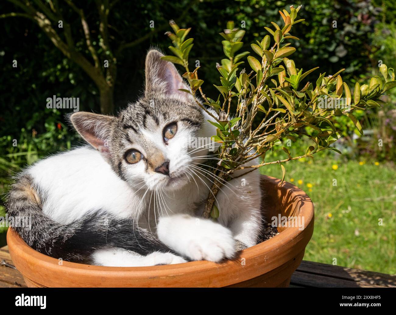 France, Normandy, cub cat (Felis), female 3 months and half old Stock ...