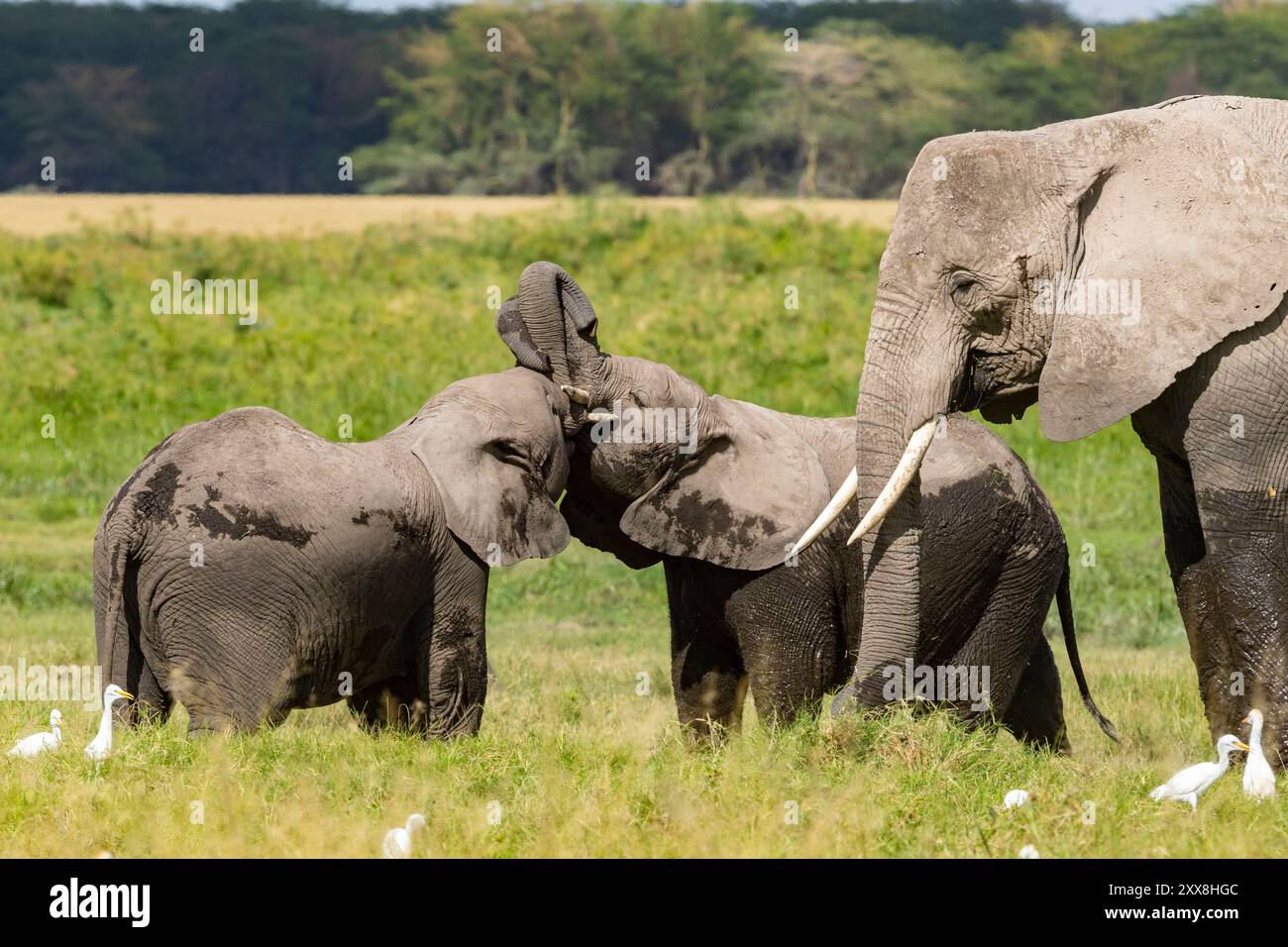 Kenya, Amboseli national park, african elephant (Loxodonta africana ...