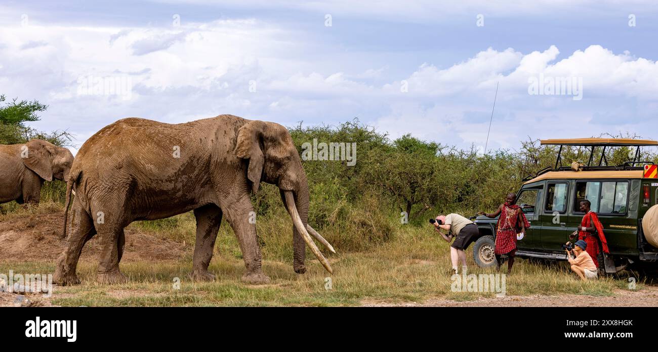 Kenya, Amboseli national park, african elephant (Loxodonta africana), a ...