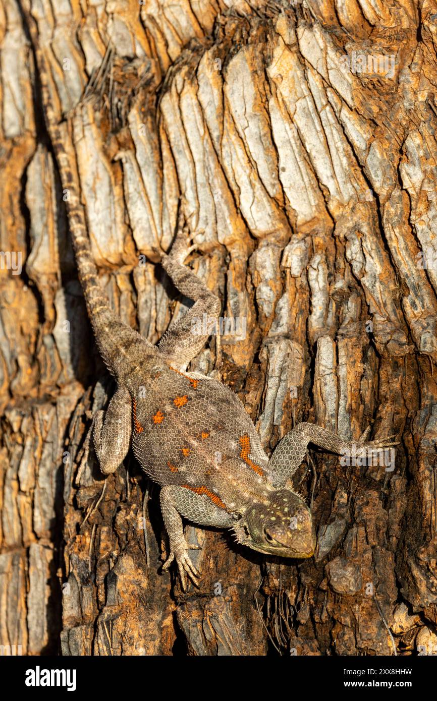 Kenya, Tsavo East national park, ground agama (agama aculeata), on a ...