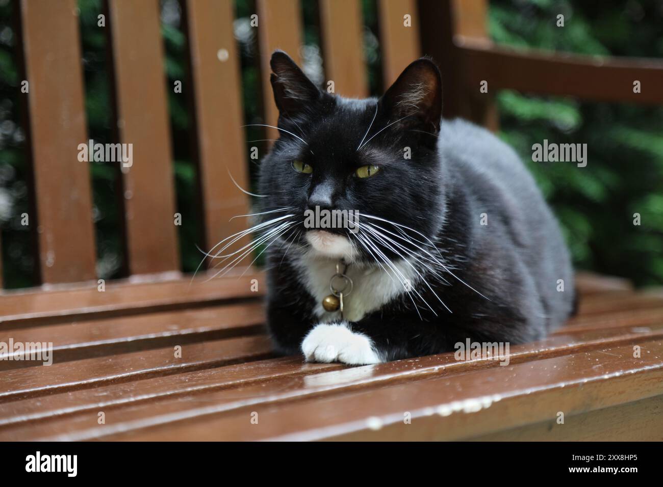 Celebrity cat in London UK. Lenny, the chief mouser of Guy's Campus at ...