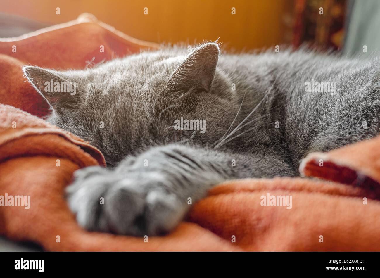 Cute gray cat sleeping on brown towel with paw outstretched and muzzle ...