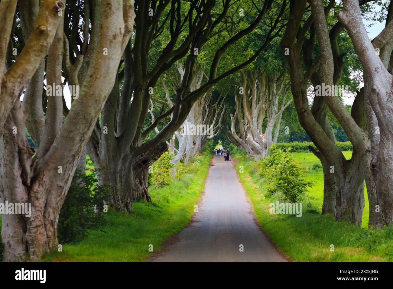 Dark Hedges road in County Antrim, Northern Ireland. Summer view of ...