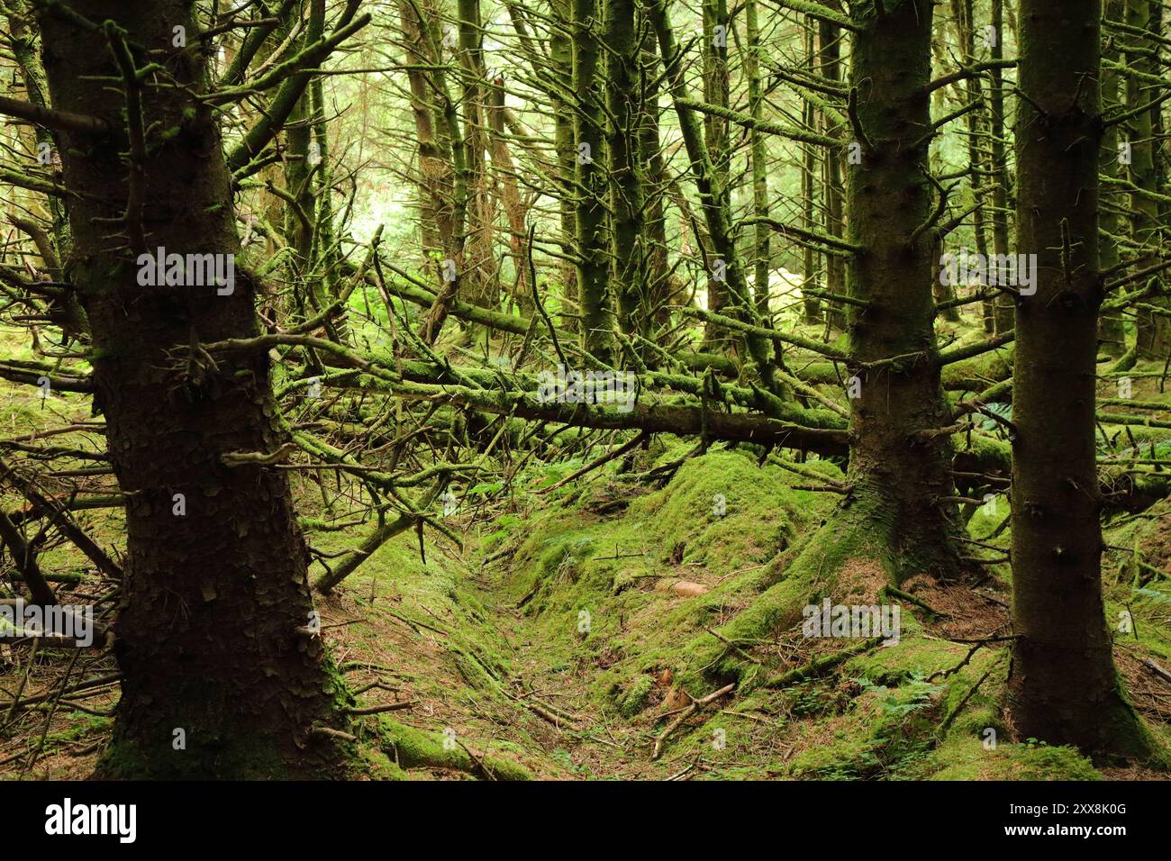 Nature in County Sligo, Ireland. Benbulben forest (also known as ...