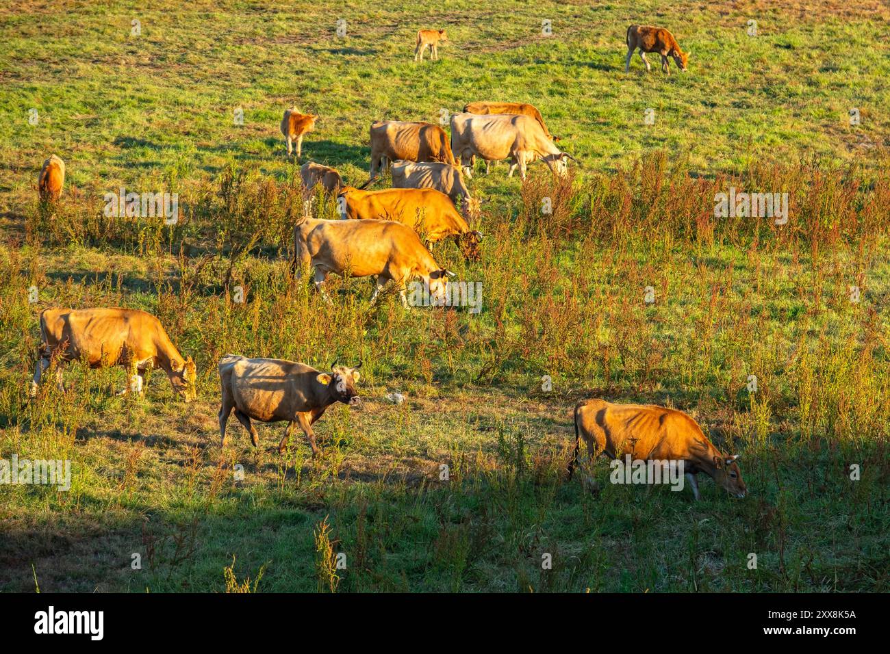France, Cotes d'Armor, Brehat island, cattle breeding Stock Photo - Alamy