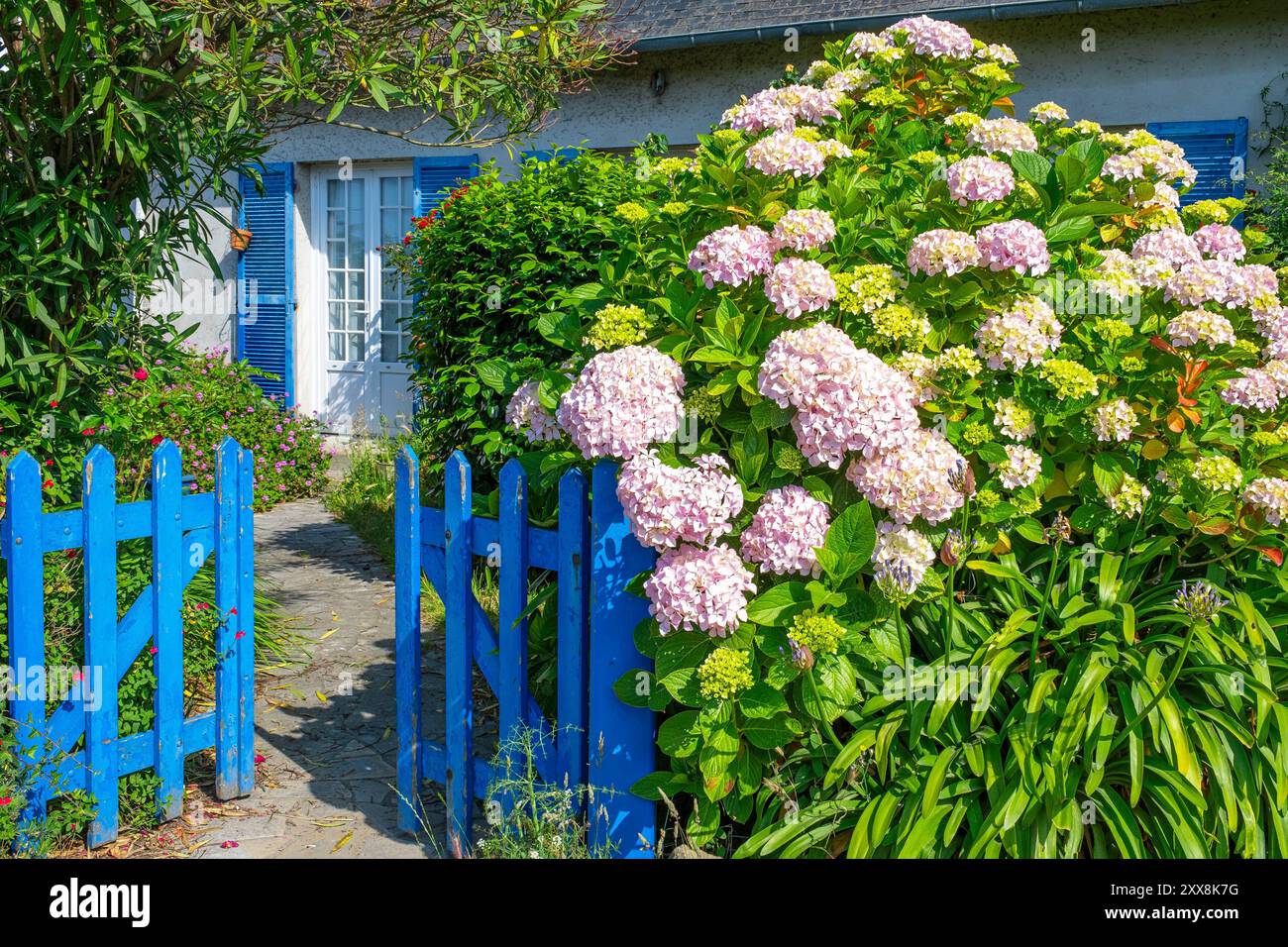 France, Cotes d'Armor, Brehat island, hydrangeas in bloom Stock Photo ...