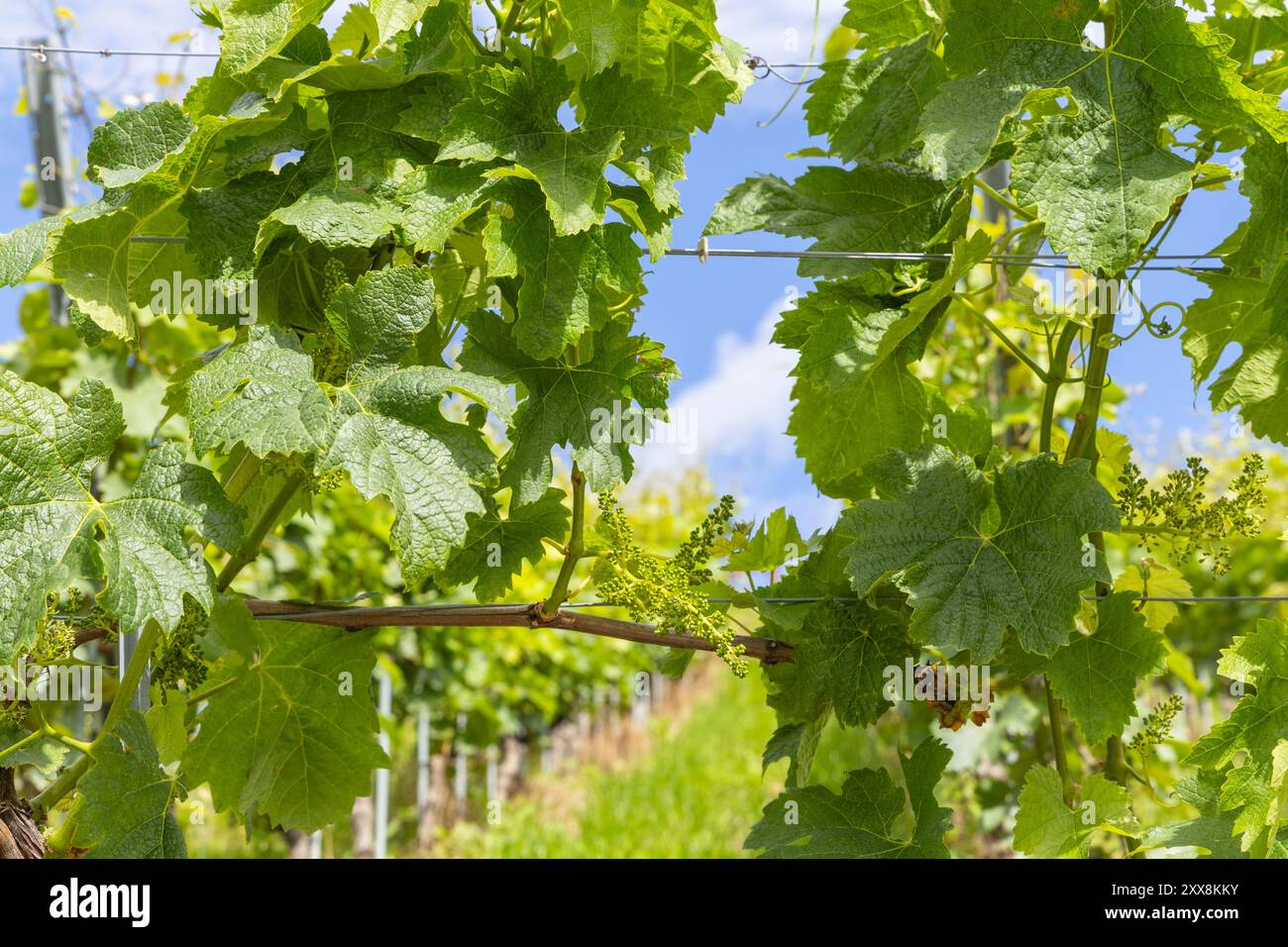 Green leaves extends hi-res stock photography and images - Alamy