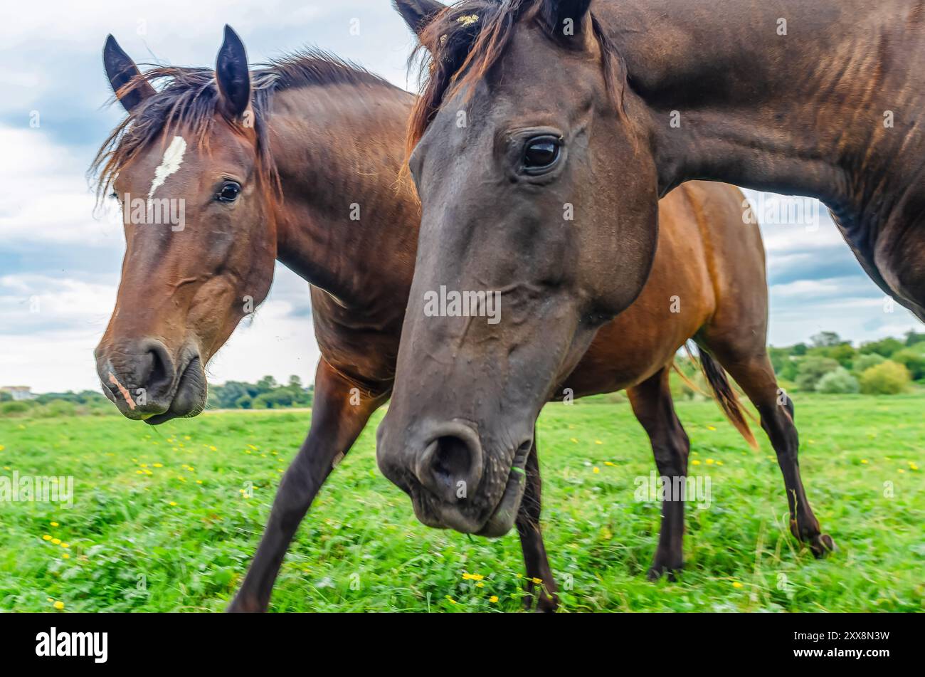 Head of brown horse in profile, close-up. Horses on flower meadow ...