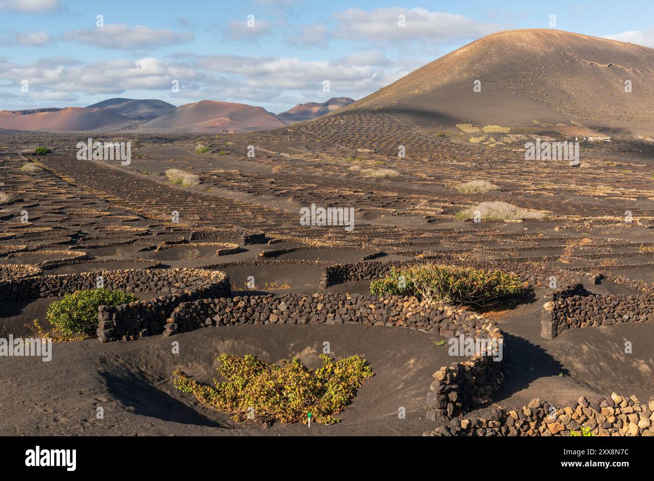 Spain, Canary Islands, island of Lanzarote, La Geria, Biosphere reserve ...