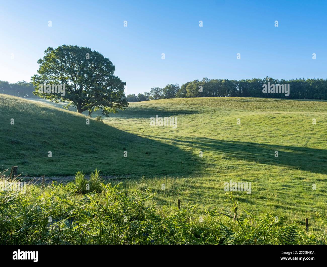 Limousin oak hi-res stock photography and images - Alamy