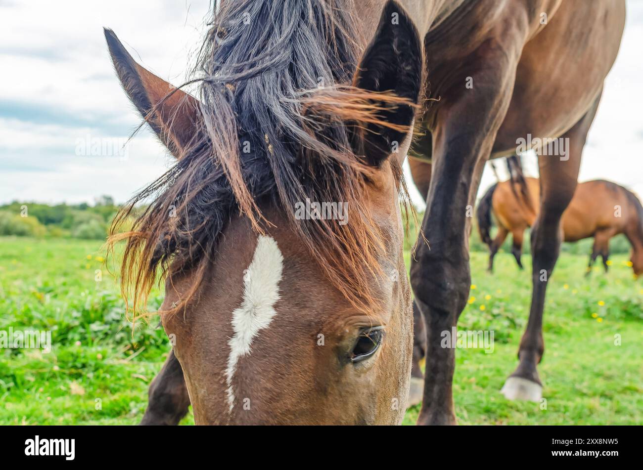 Нead of brown horse grazing close-up. Mane, ears and white spot on ...