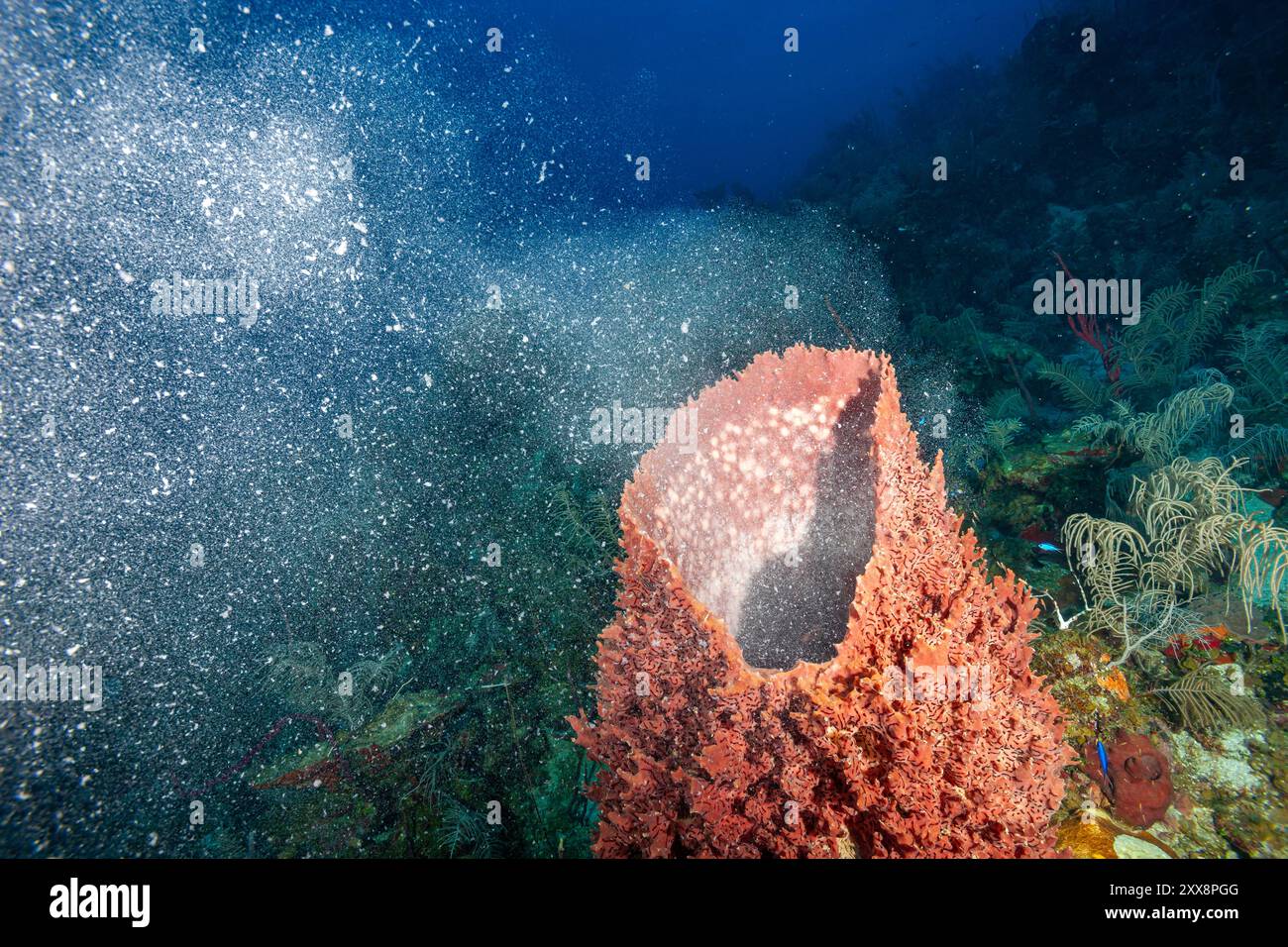 Honduras, Utila, Giant Barrel Sponge (Xestospongia muta) during ...