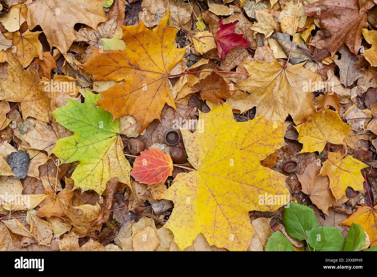 Fallen colorful variegated leaves on the ground. Autumn background ...