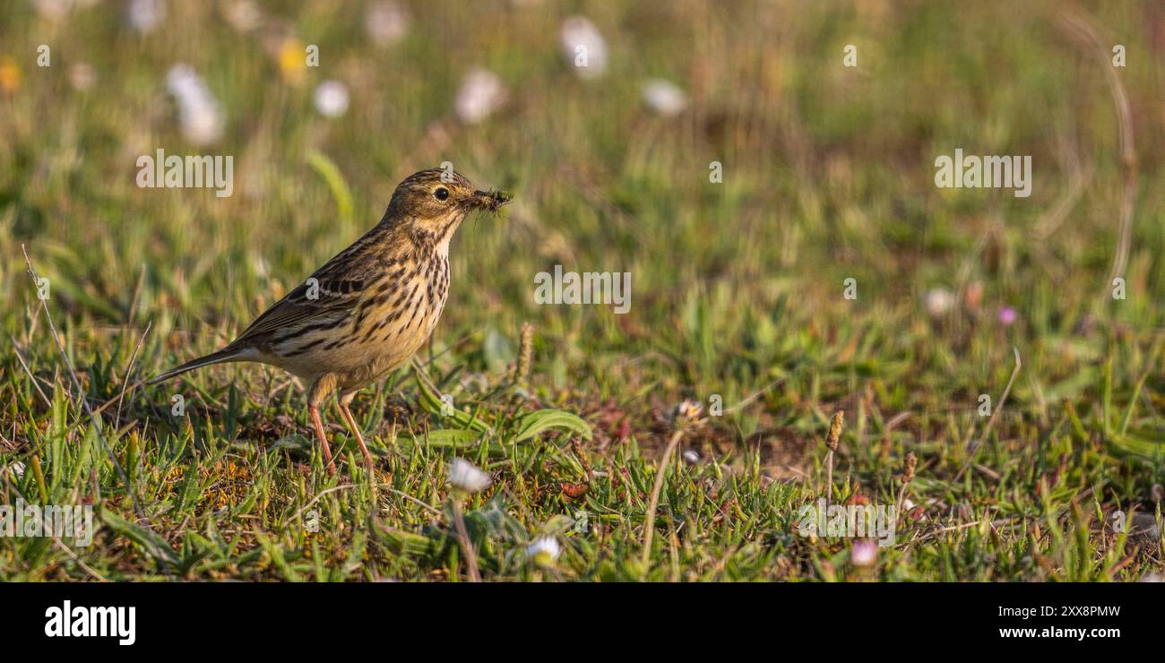 France, Somme, Baie de Somme, Le Hâble d'Ault, Cayeux-sur-mer, Ault ...