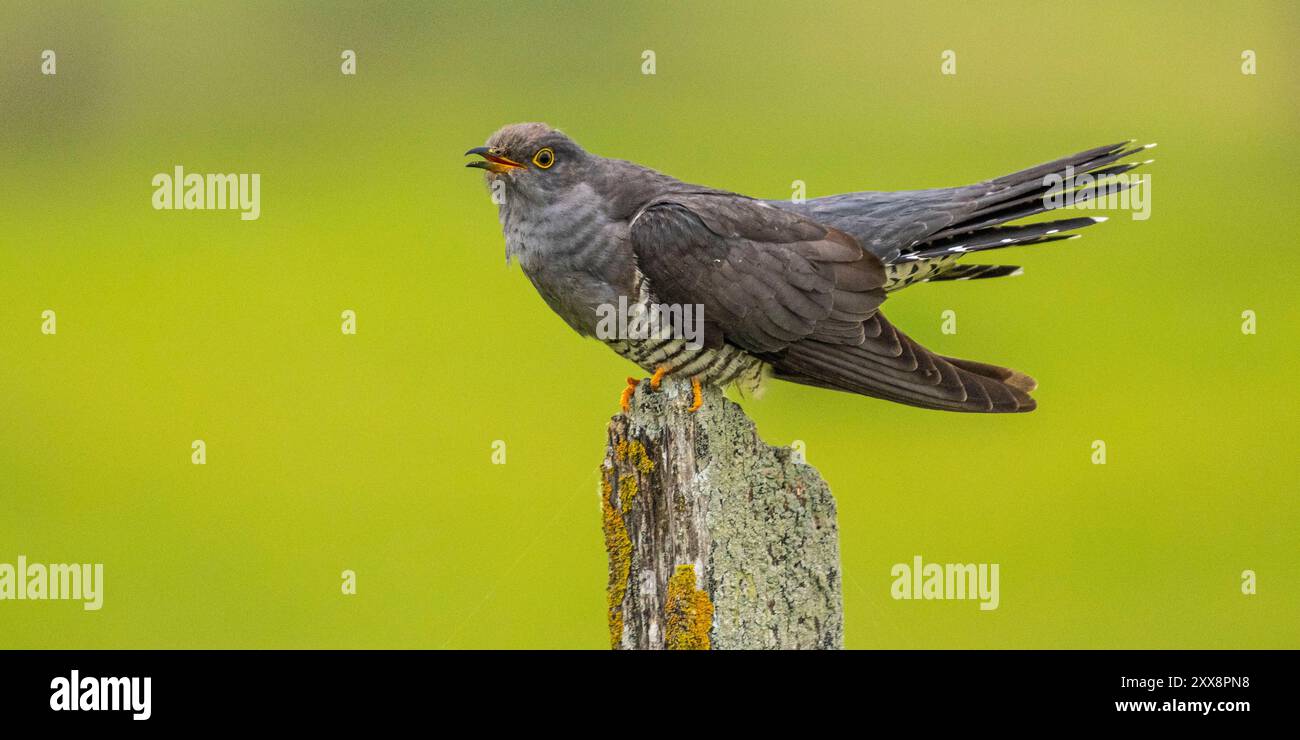 France, Somme, Baie de Somme, Cayeux-sur-mer, Ault, Le Hâble d'Ault, a ...