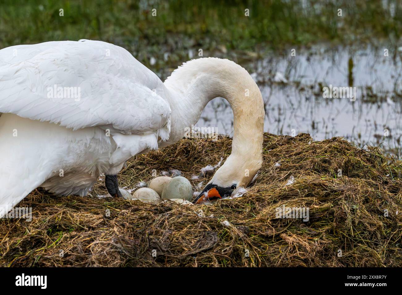 France, Somme, Baie de Somme, Le Crotoy, Marais du Crotoy, Mute Swan (Cygnus olor, Mute Swan) on ...