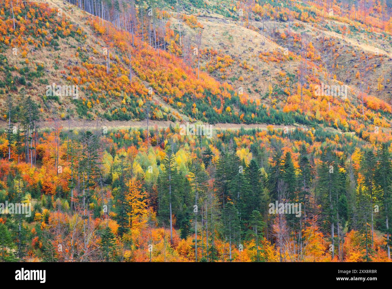 Poland landscape in fall. Beskids mountains. Zywiec Beskids (Beskid ...