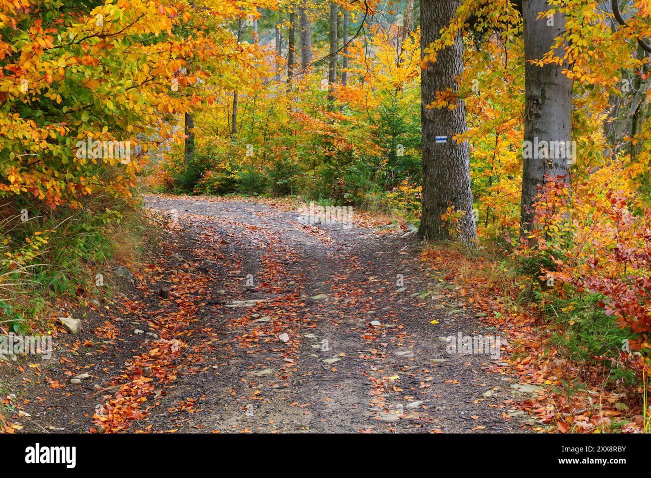 Poland nature in autumn. Blue hiking trail in Beskids mountains. Zywiec ...