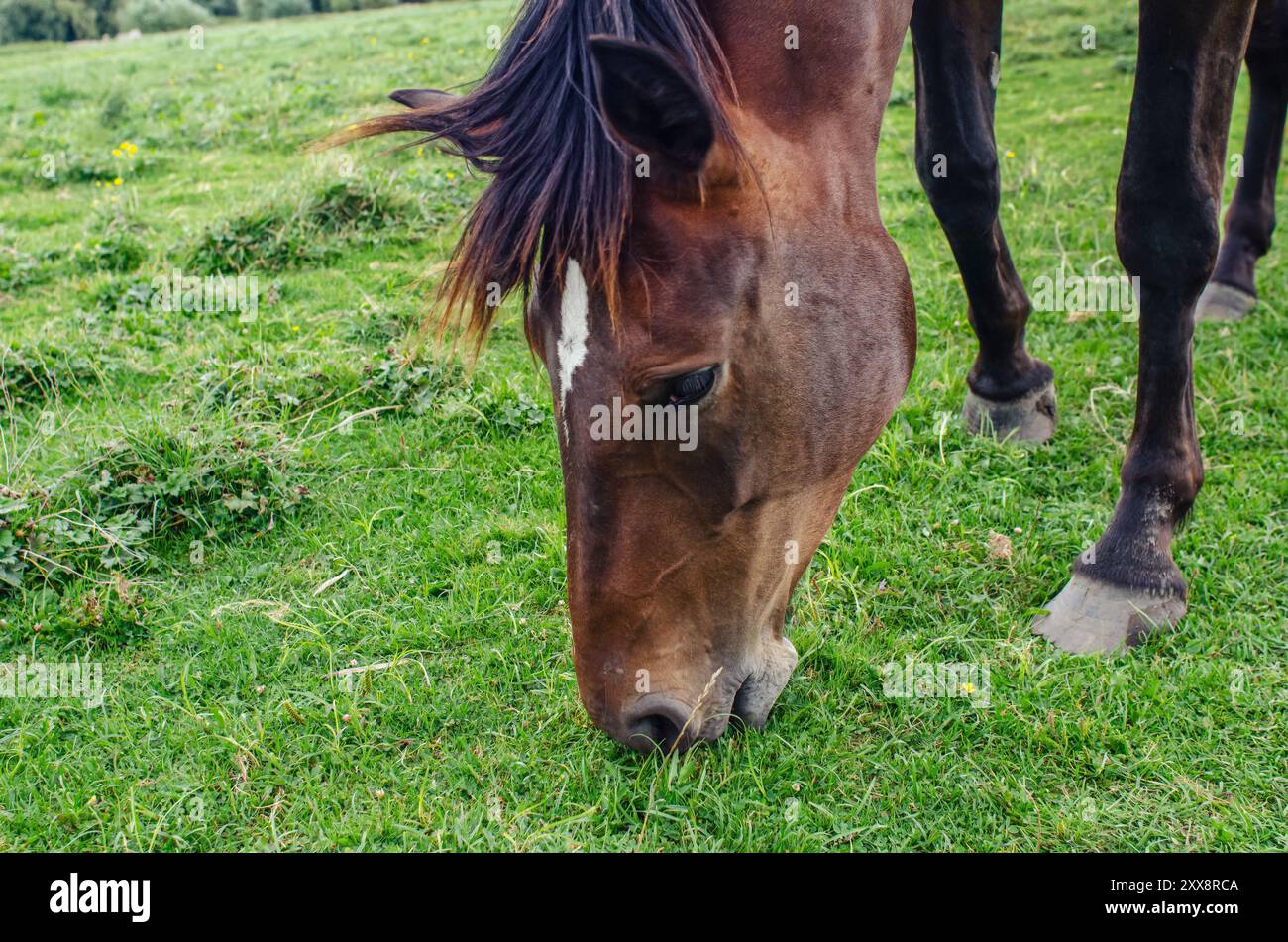 Head of brown horse grazing close-up. Mane, ears and a white spot on ...